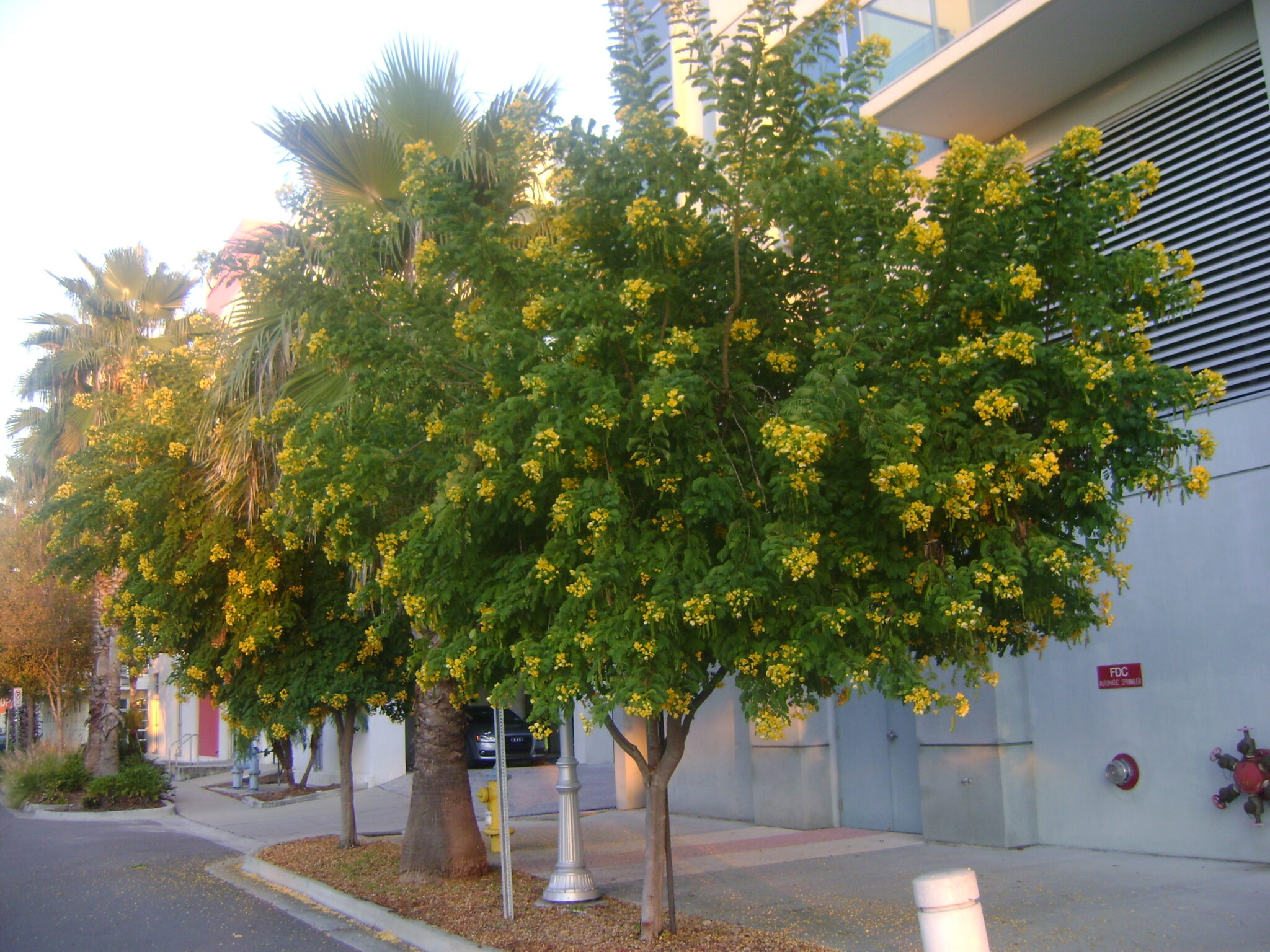 Buy Cassia Tree, For Sale in Orlando, Sanford, Kissimee