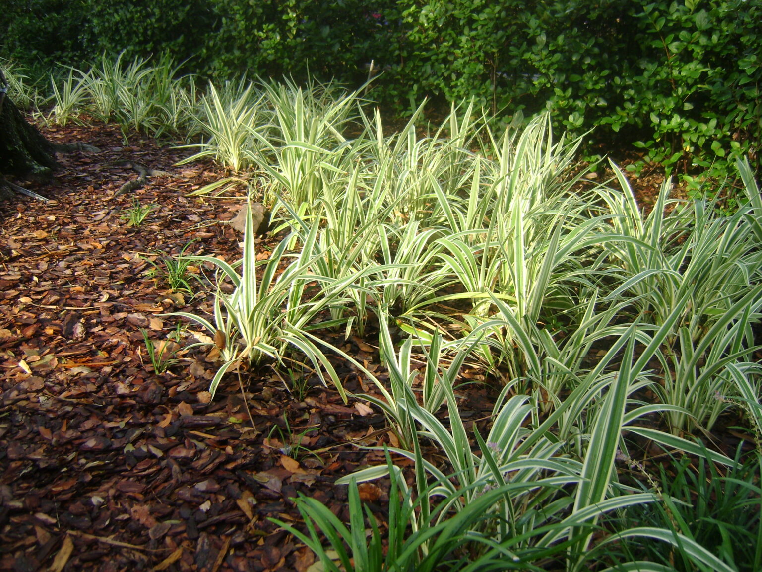 Buy Dianella in Orlando, Florida, Lake Mary, Kissimmee, Sanfor