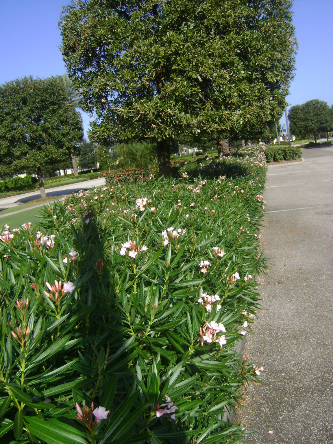 Buy Oleander, For Sale in Orlando, Sanford, Kissimmee