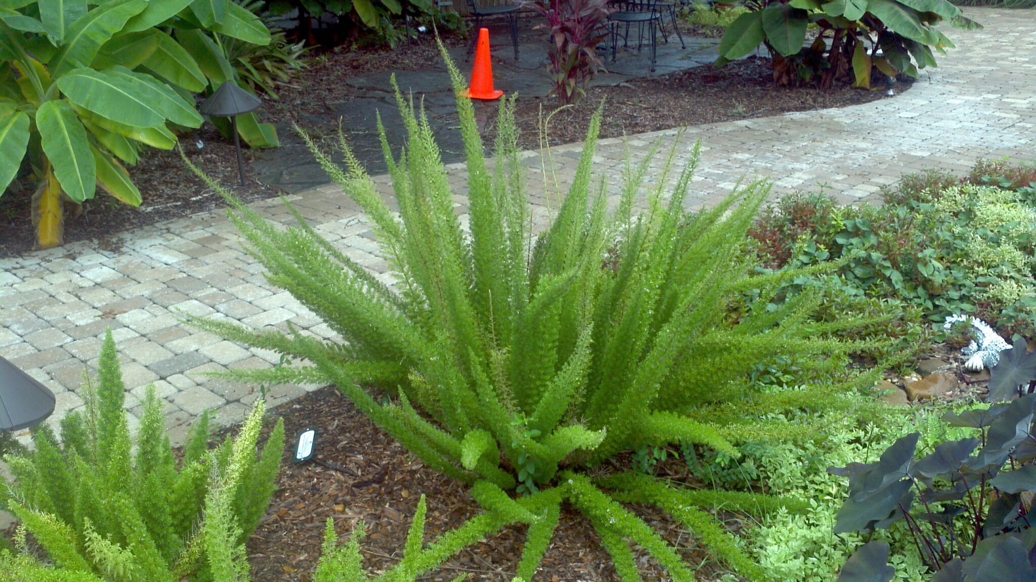 Buy Foxtail Fern in Orlando, Florida, Lake Mary, Kissimmee, Sanford
