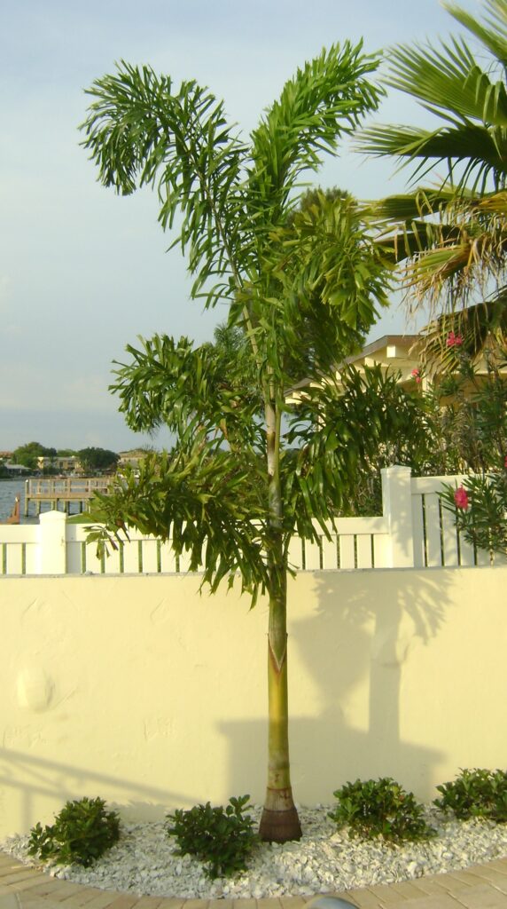 Buy Foxtail Palm Trees For Sale In Orlando Kissimmee Buy Foxtail Palm Trees For Sale In Orlando Kissimmee