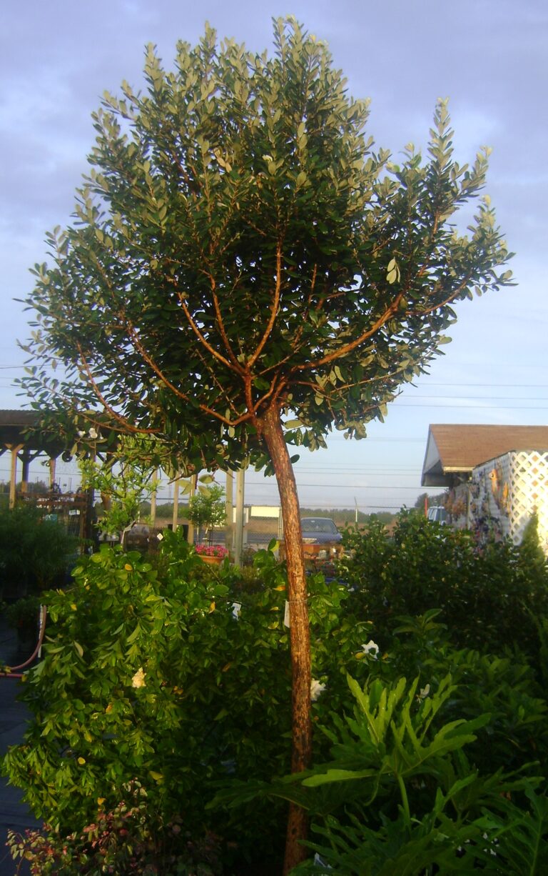 Buy Asian Guava Tree, For Sale in Orlando, Kissimmee