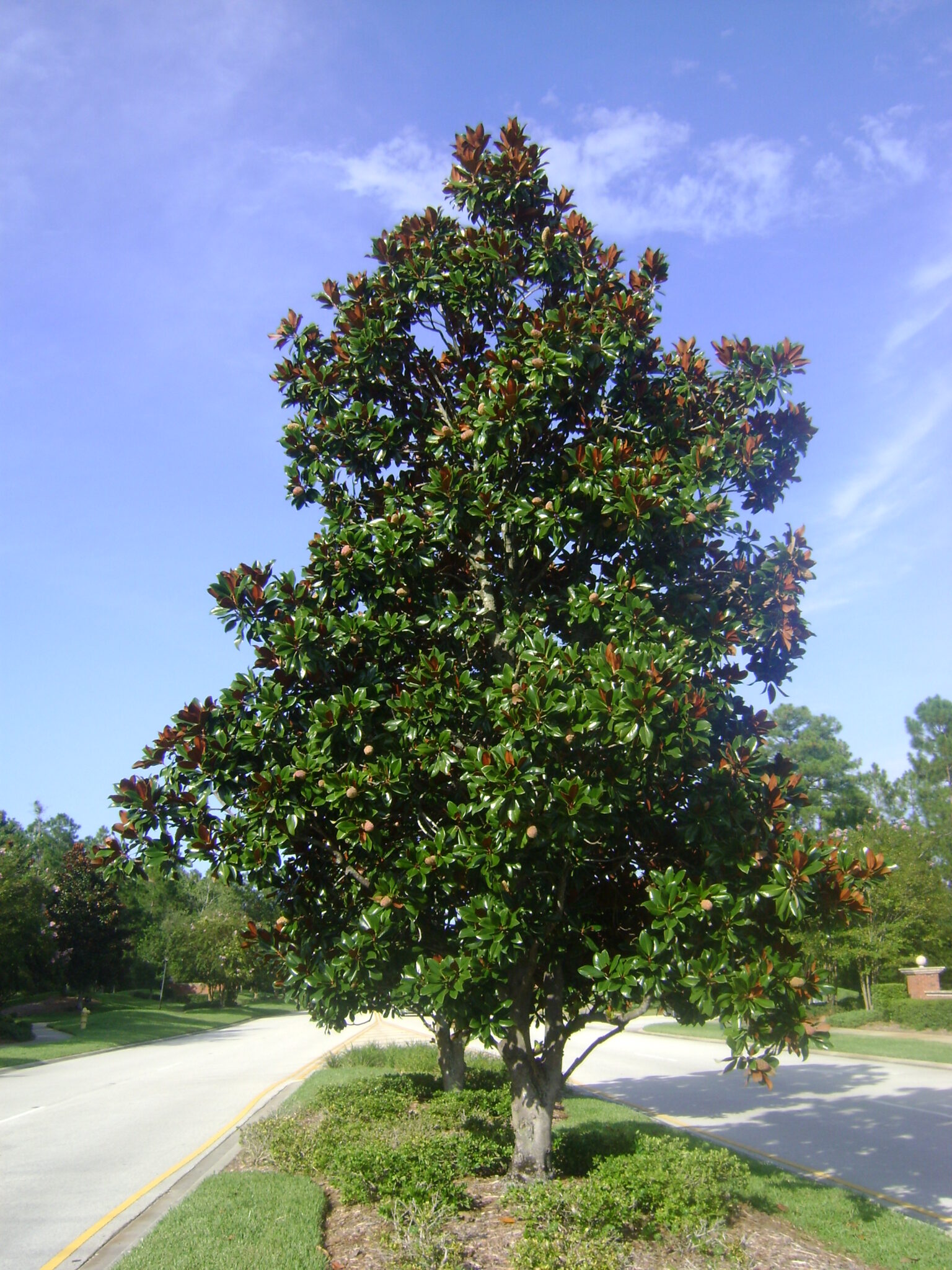 Buy Magnolia Trees, For Sale in Orlando, Kissimmee