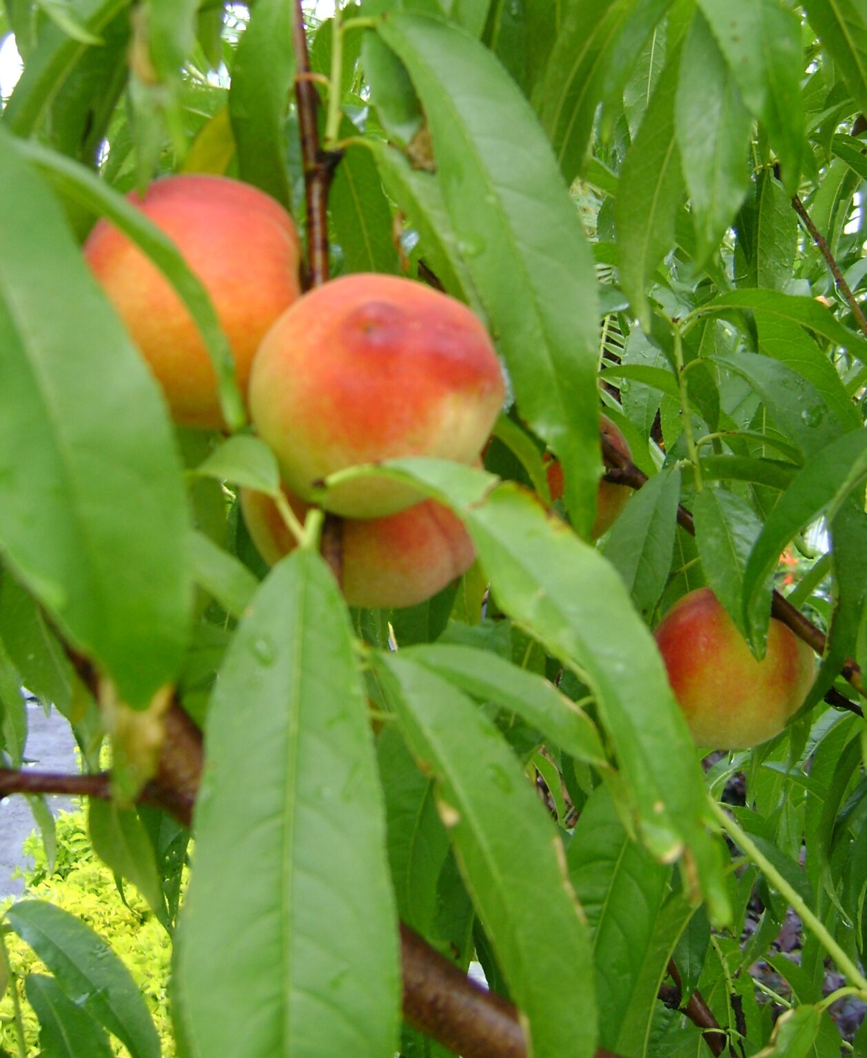 Buy Florida Peach, For Sale in Orlando, Kissimmee