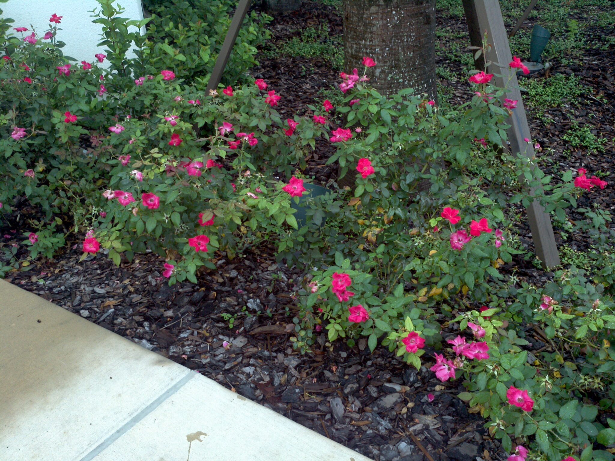 Buy Drift Rose in Orlando, Florida, Lake Mary, Kissimmee, Sanford
