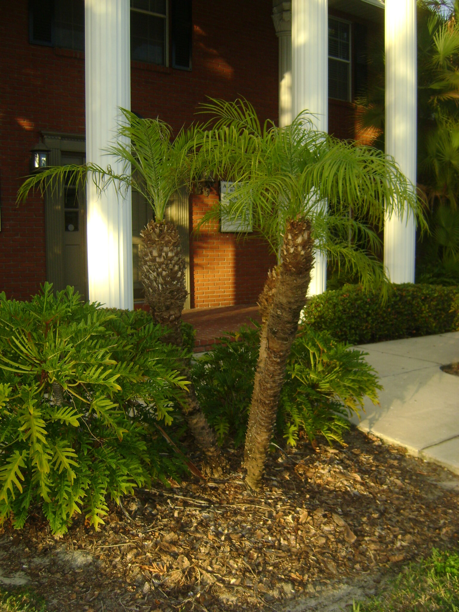 Buy Robellini, Pygmy Date Palm Trees, For Sale in Orlando, Kissimmee