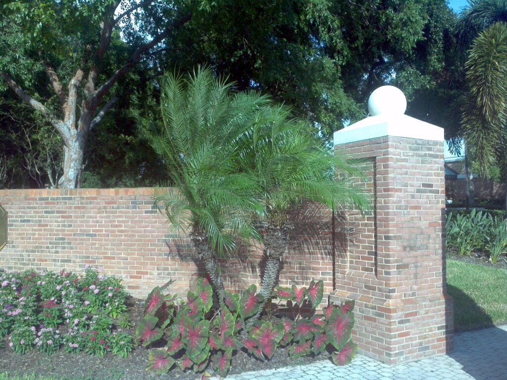 Buy Robellini, Pygmy Date Palm Trees, For Sale in Orlando, Kissimmee