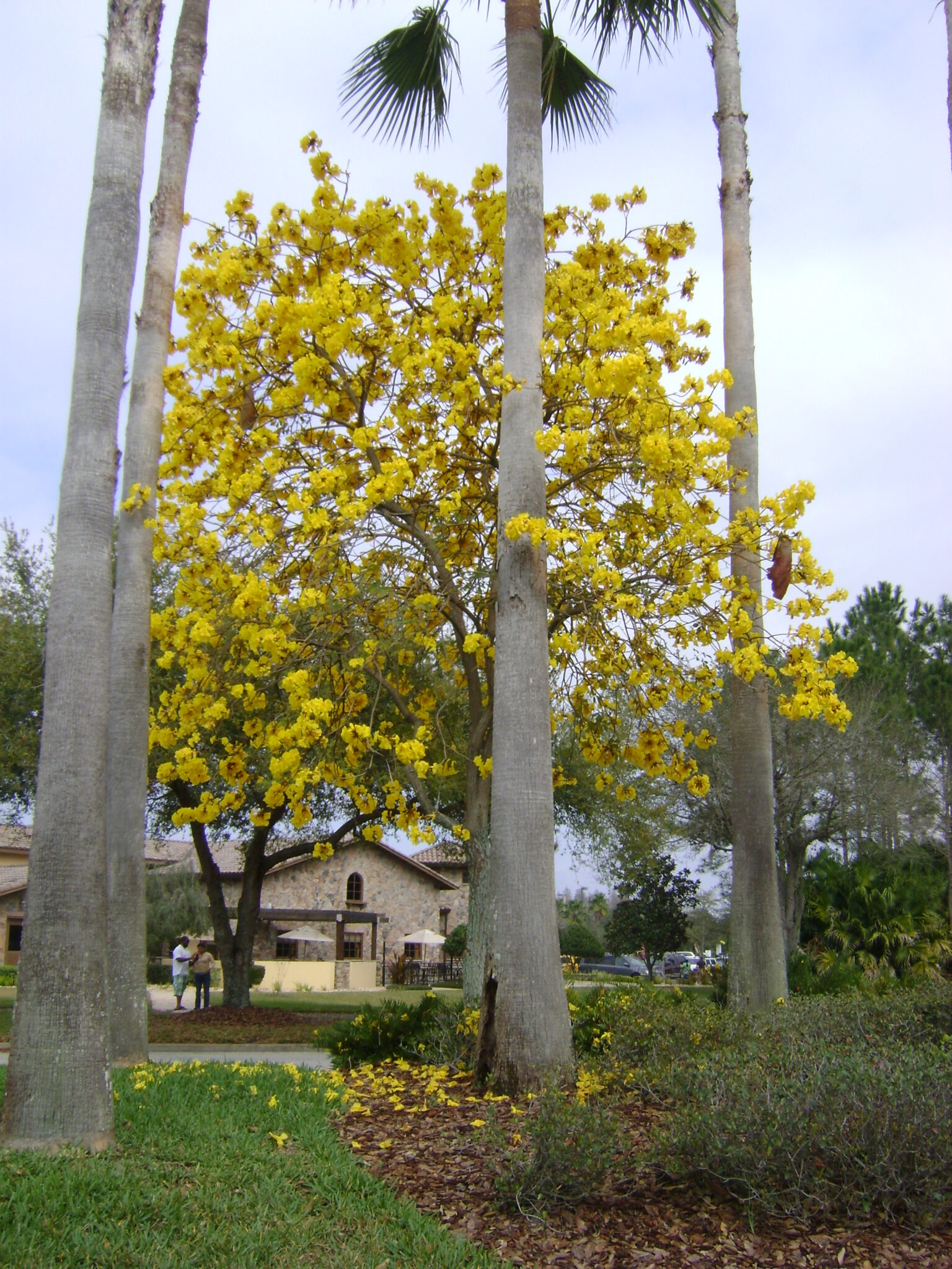 Buy Tabebuia Flowering Trees, For Sale in Orlando, Kissimmee
