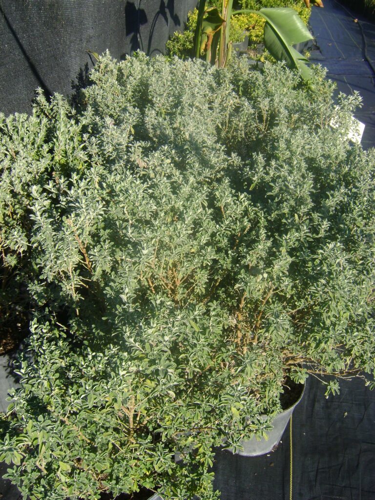 Buy Texas Sage in Orlando, Florida, Lake Mary, Kissimmee, Sanford