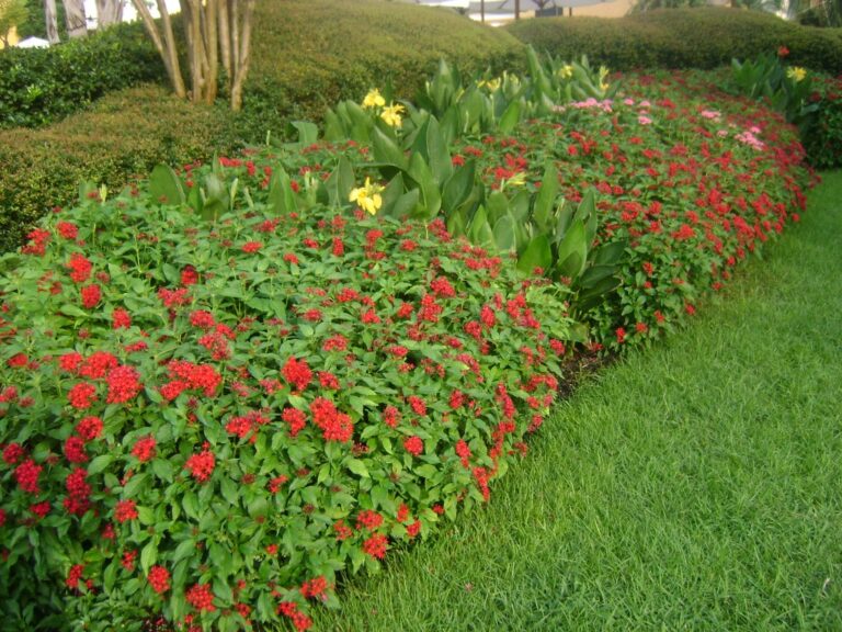 Buy Pentas in Orlando, Florida, Lake Mary, Kissimmee, Sanford