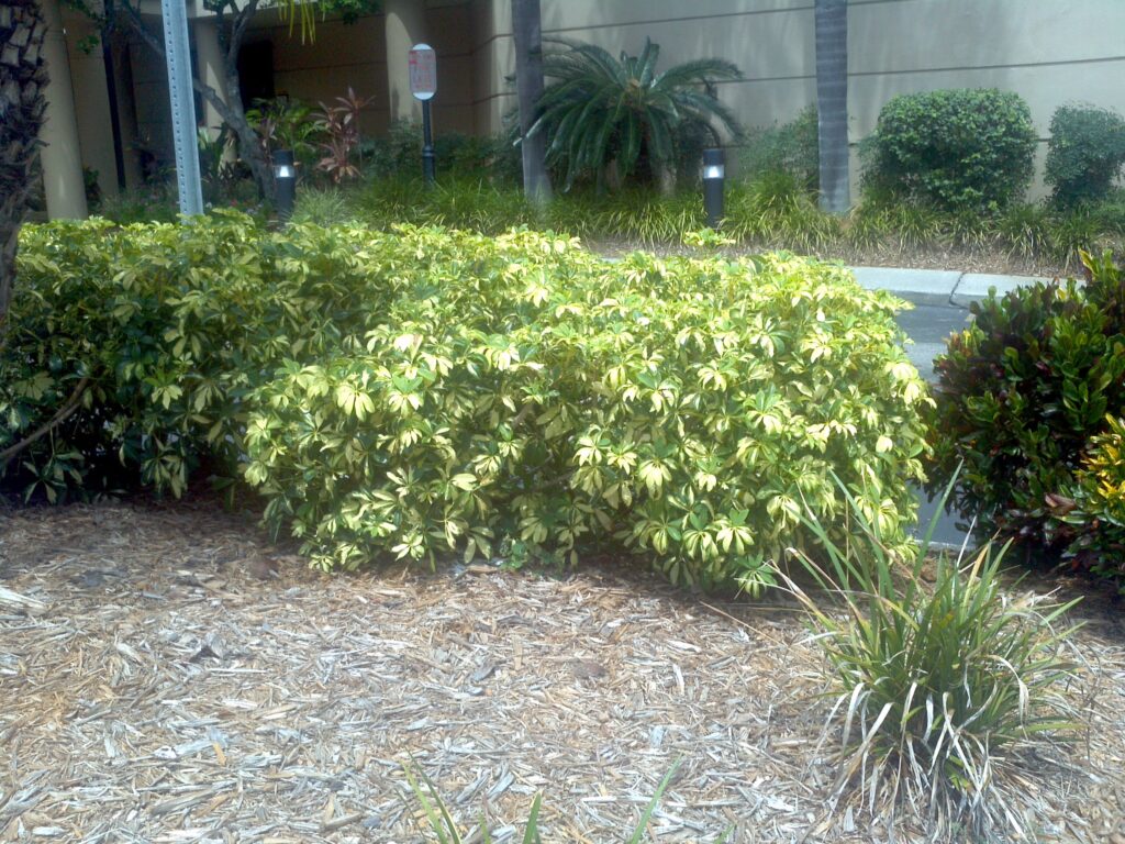 Buy Dwarf Schefflera Arboricola in Orlando, Florida, Lake Mary ...